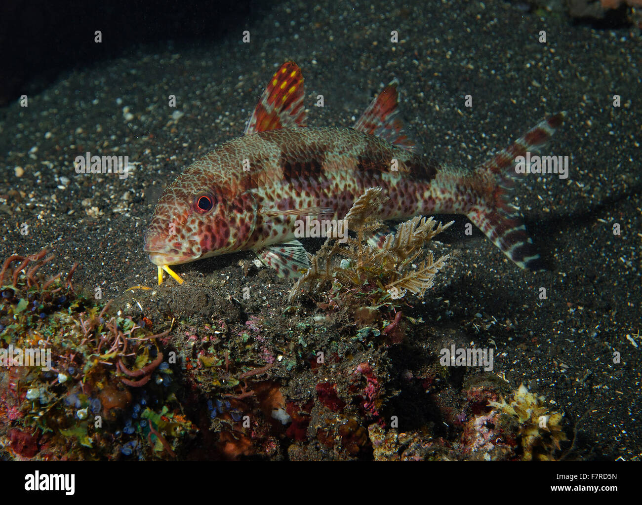 Bar tail goatfish hi-res stock photography and images - Alamy