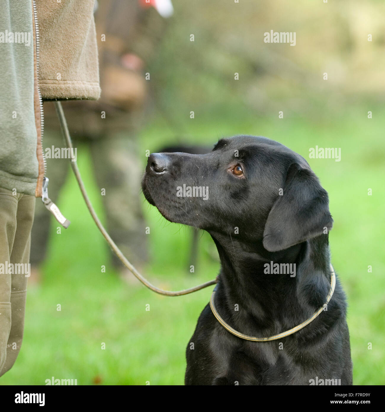 Side on view black hi-res stock photography and images - Alamy