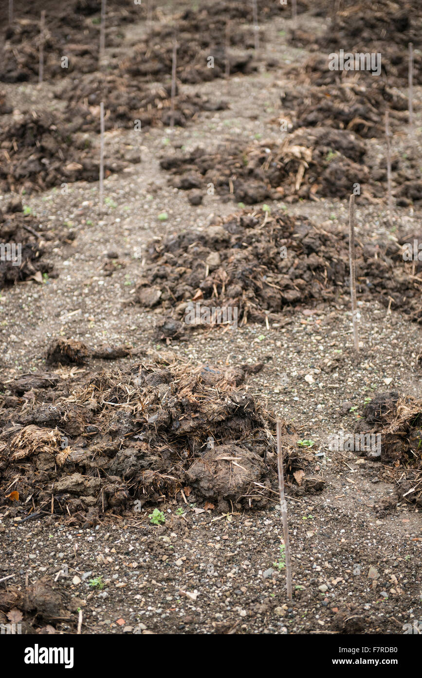 Neat piles of Horse Manure Stock Photo - Alamy