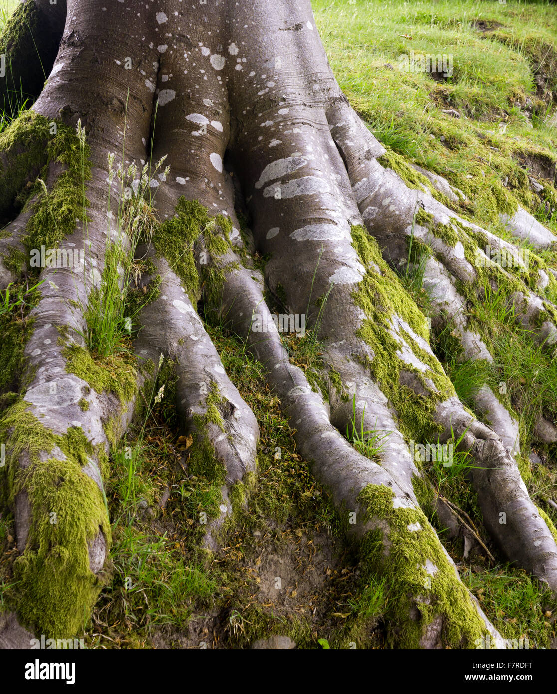 Fell foot hi-res stock photography and images - Alamy