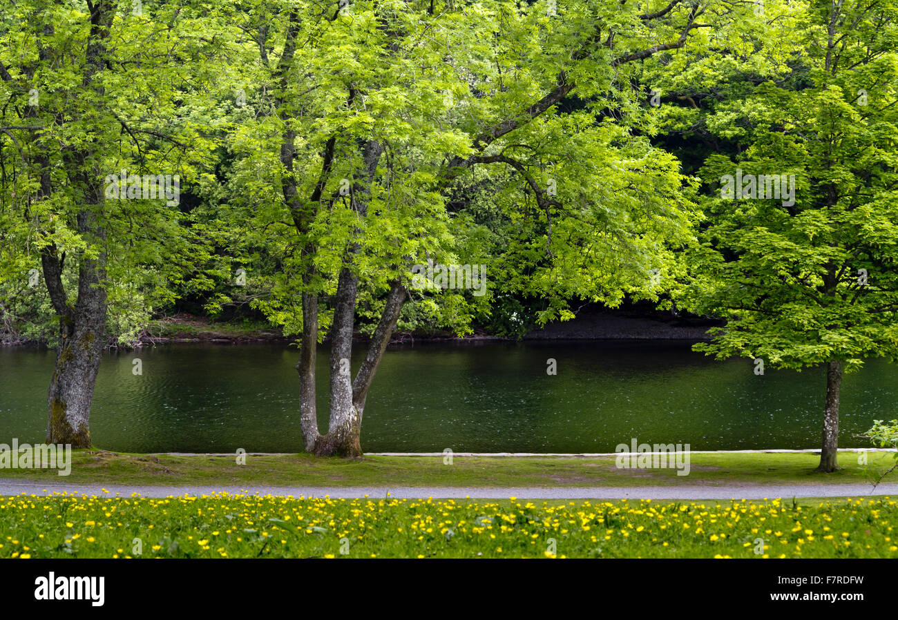 View through the trees at Fell Foot Park next to Lake Windermere ...