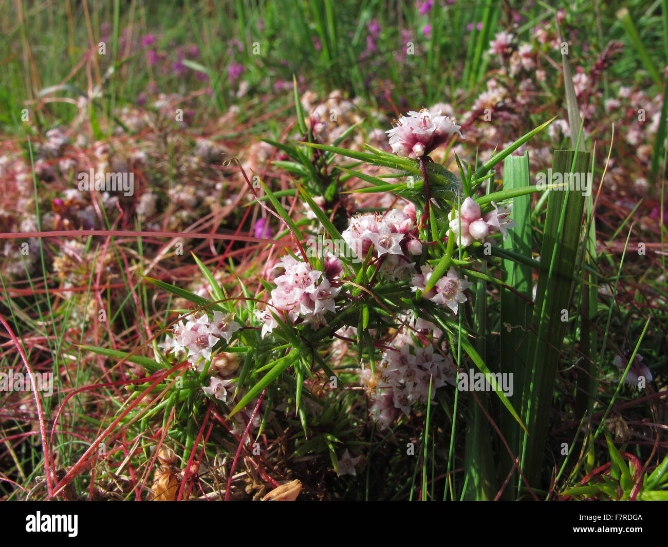 Dodder flower hi-res stock photography and images - Alamy