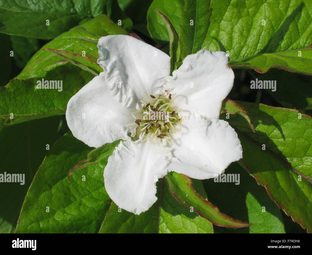 White medlar flower hi-res stock photography and images - Alamy