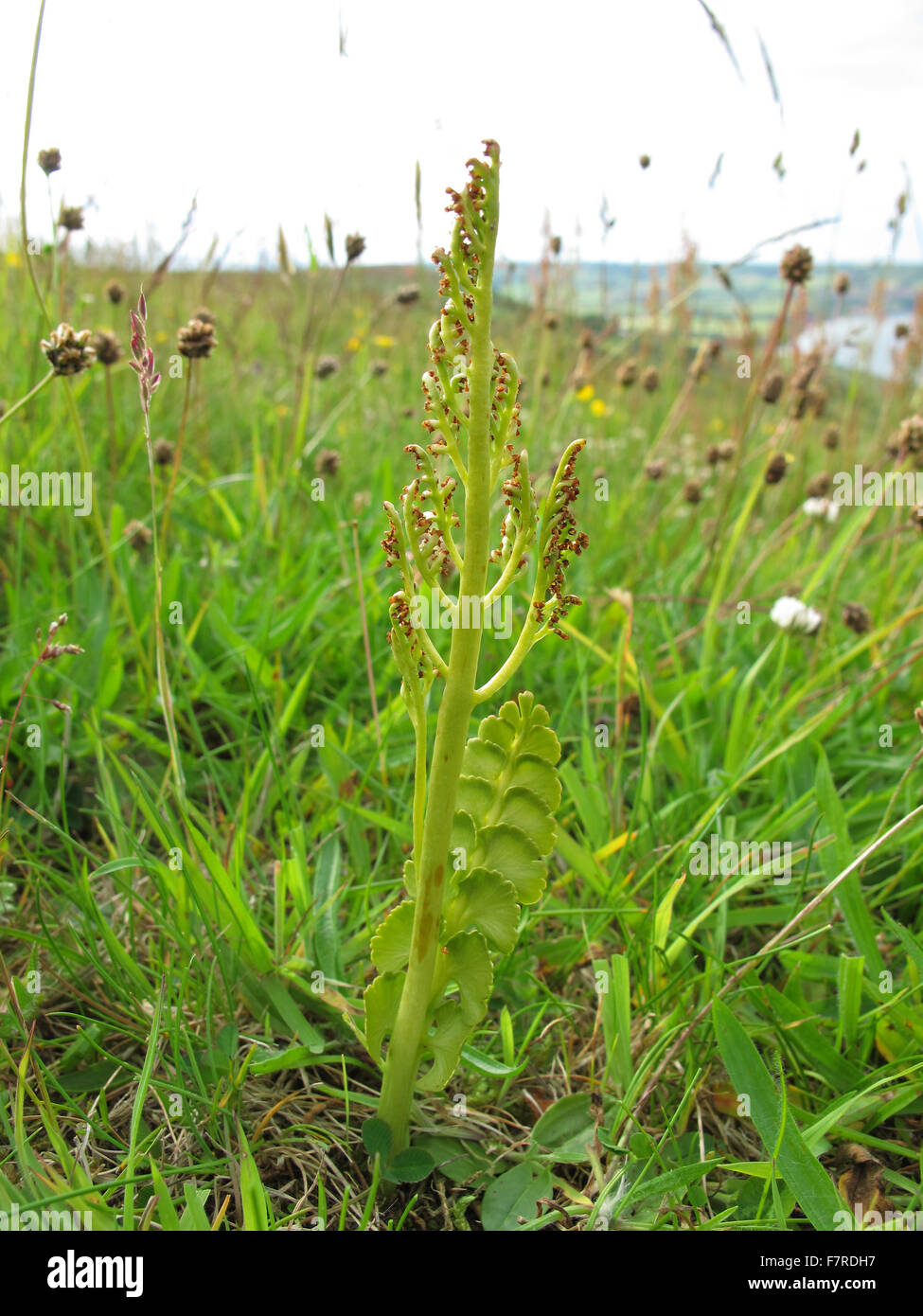 Moonwort fern hi-res stock photography and images - Alamy