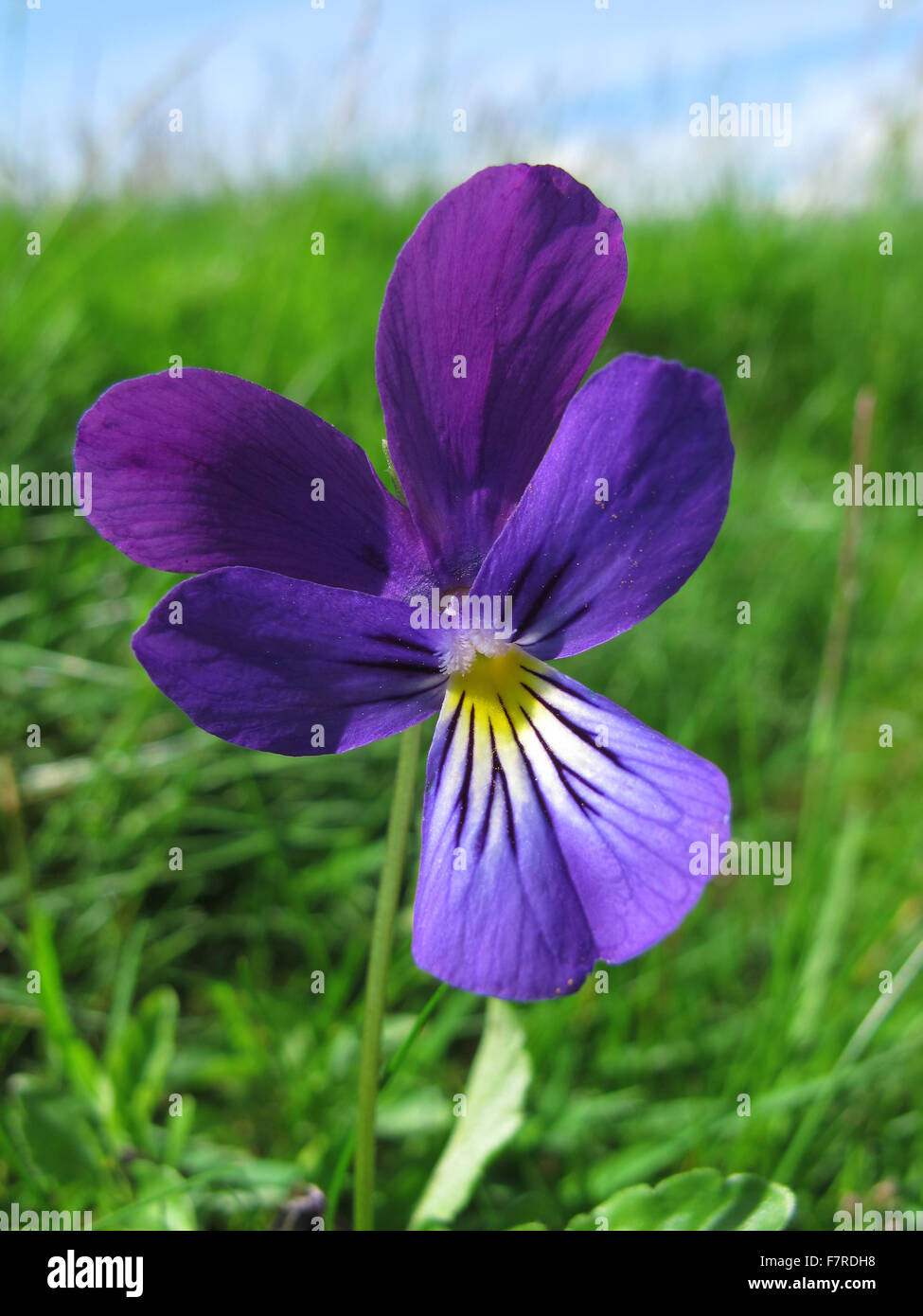 Mountain Pansy, close-up Stock Photo - Alamy