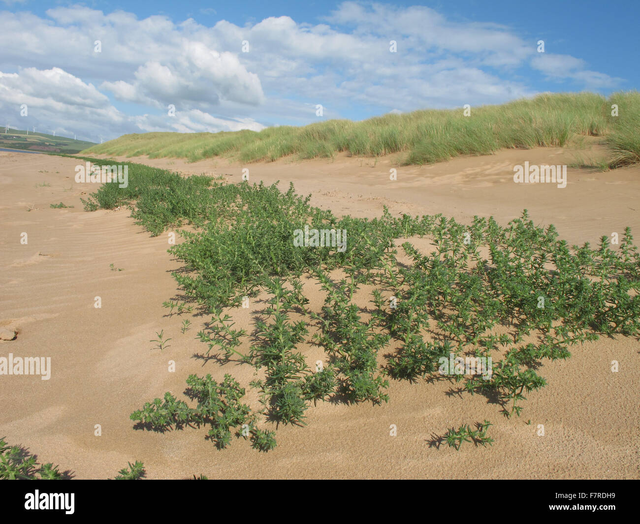 Prickly Saltwort, Sandscale Haws Stock Photo - Alamy