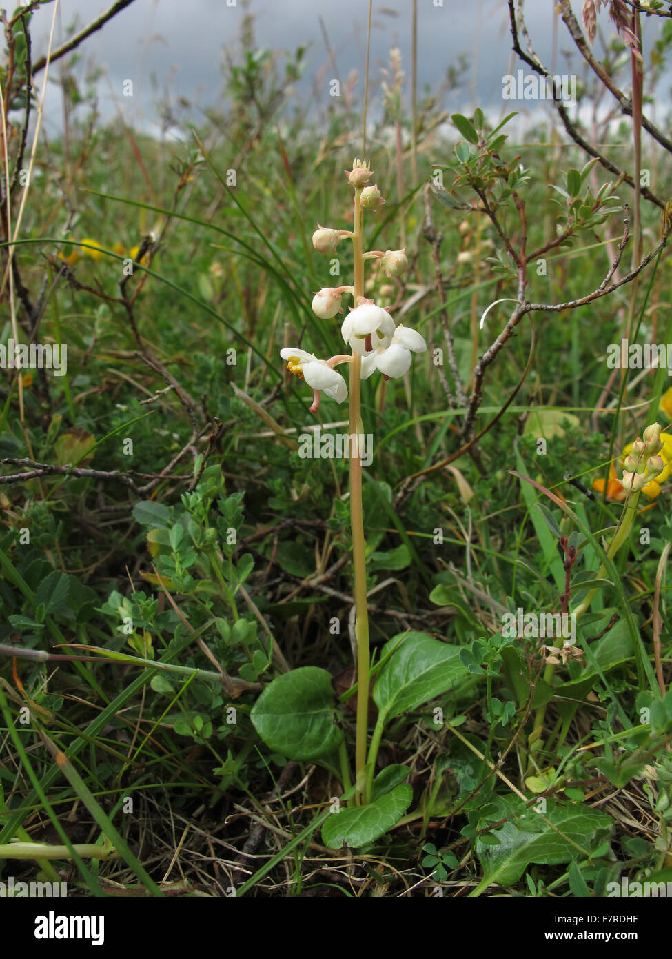 Round-leaved Wintergreen, Sandscale Haws Stock Photo - Alamy