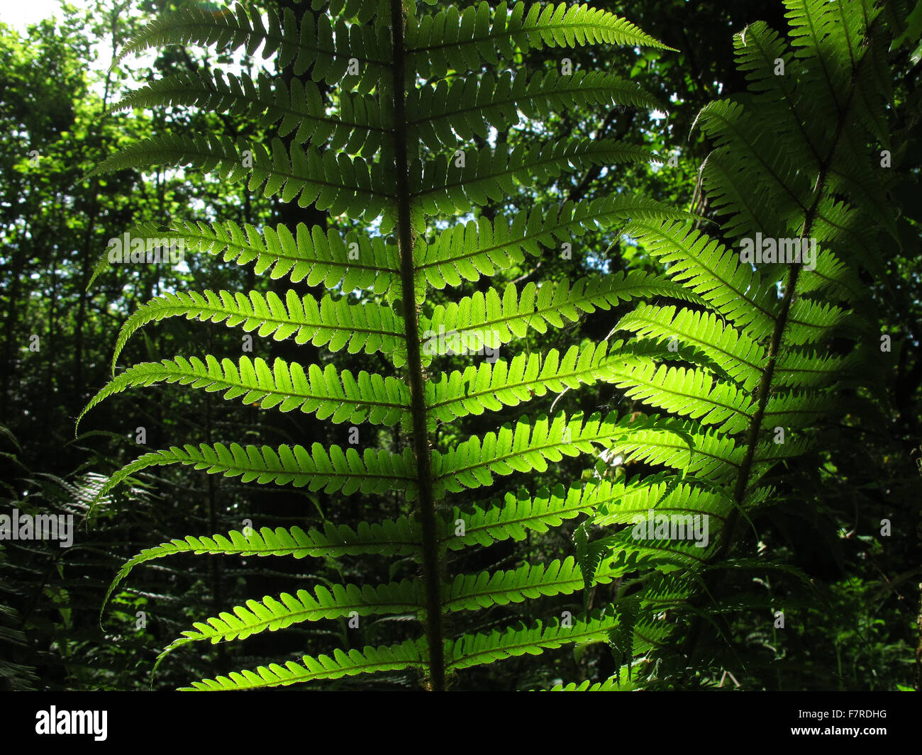 Scaly Male Fern, Nare Head Stock Photo - Alamy