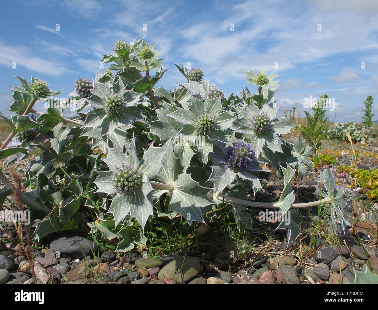 Sea Holly, Sandscale Haws Stock Photo - Alamy
