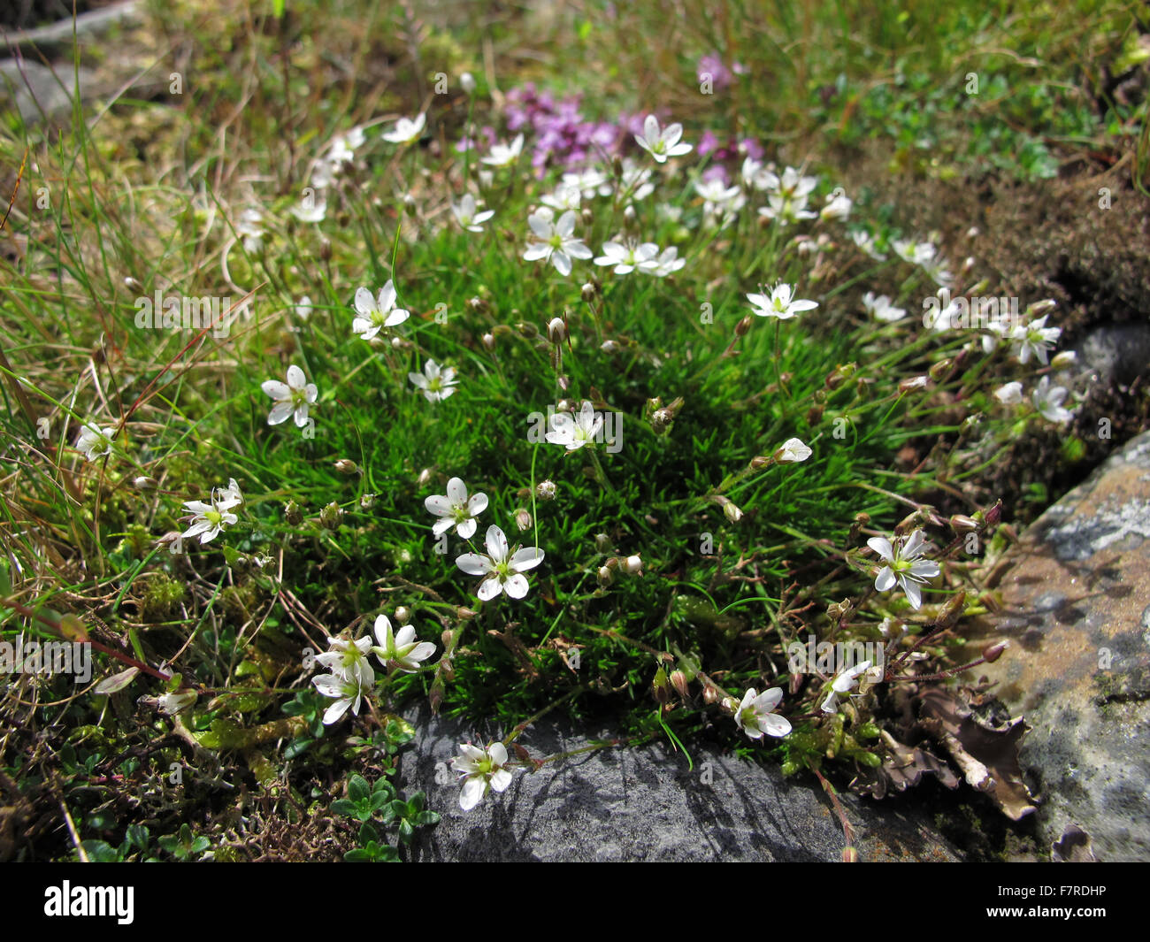 Spring Sandwort, Bellister Stock Photo - Alamy