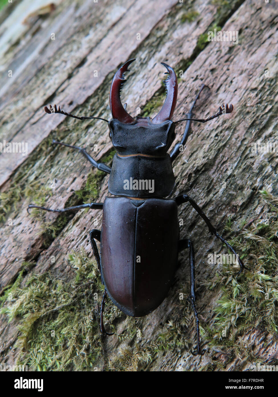 Stag Beetle, Box Hill Stock Photo - Alamy