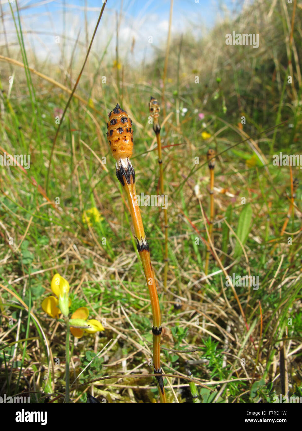 Sandscale hi-res stock photography and images - Alamy