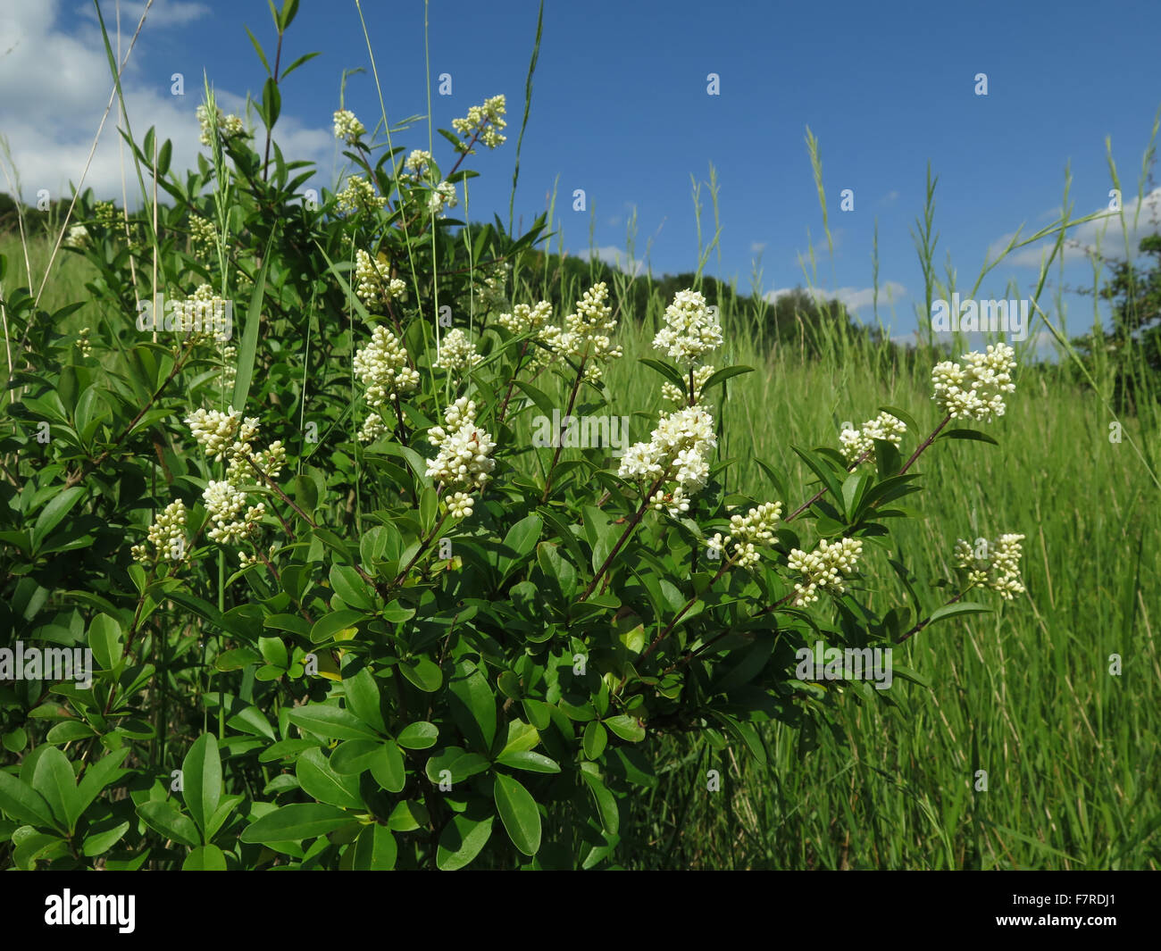 Box privet hi-res stock photography and images - Alamy