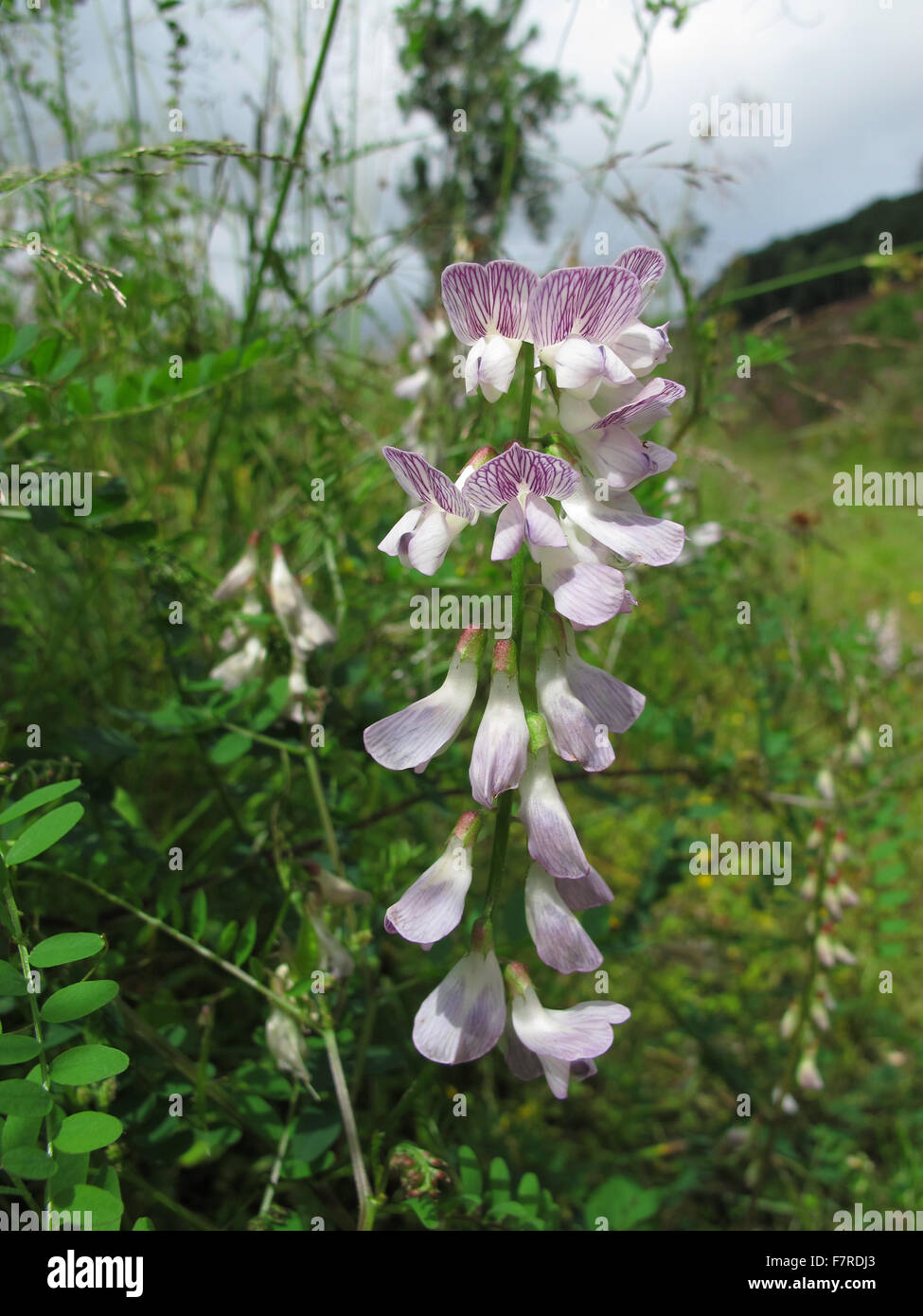 Wood Vetch, close-up Stock Photo - Alamy