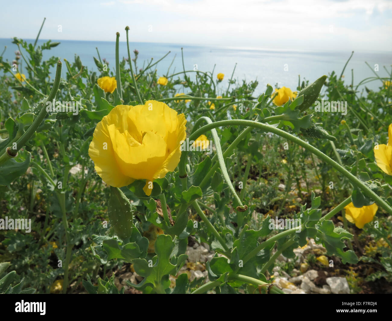 Common horned poppy hi-res stock photography and images - Alamy