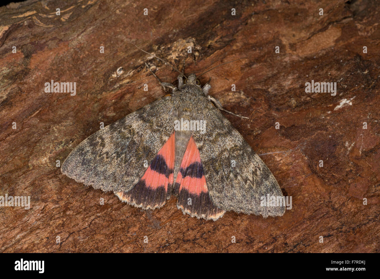 Red underwing moths hi-res stock photography and images - Alamy