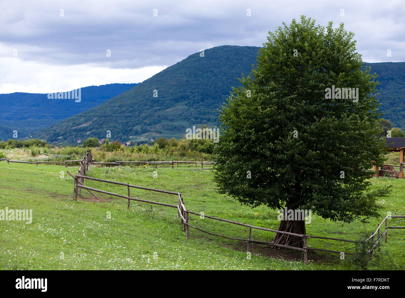 Landscape view with an isolated tree in a farm Stock Photo - Alamy