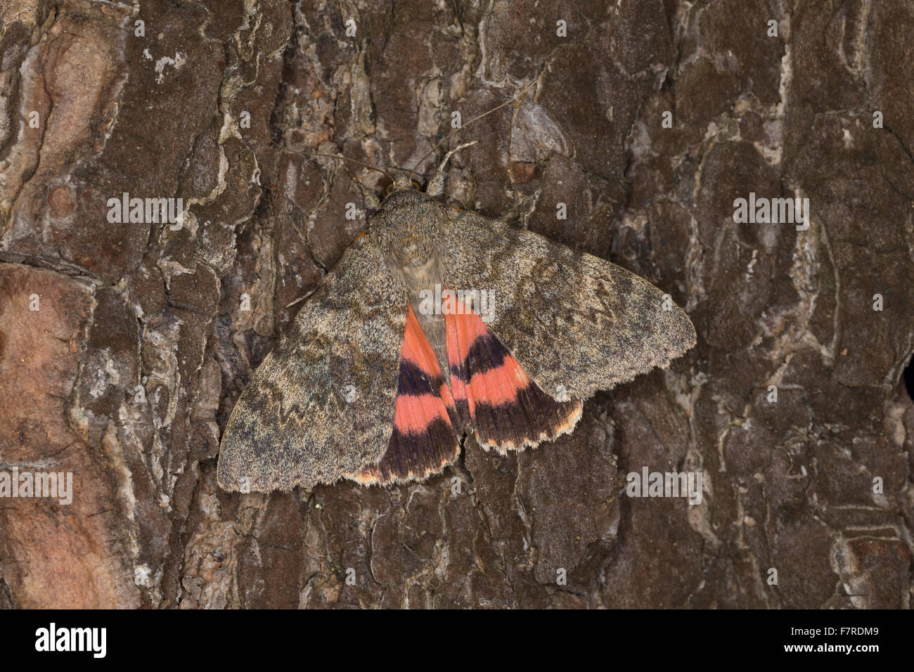 French red underwing, Pappelkarmin, Pappel-Karmin, Catocala elocata, la ...