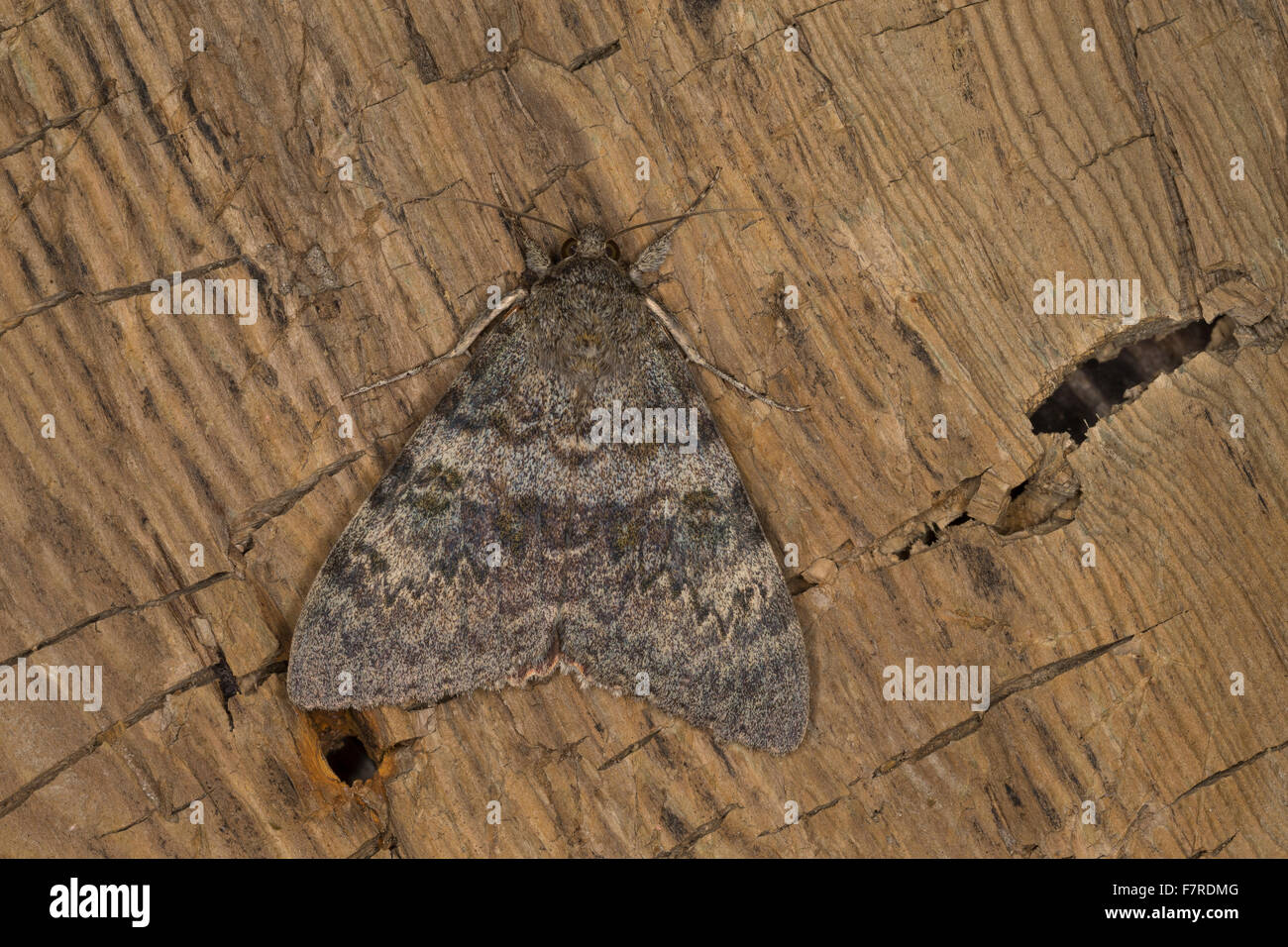 Red underwing moths hi-res stock photography and images - Alamy