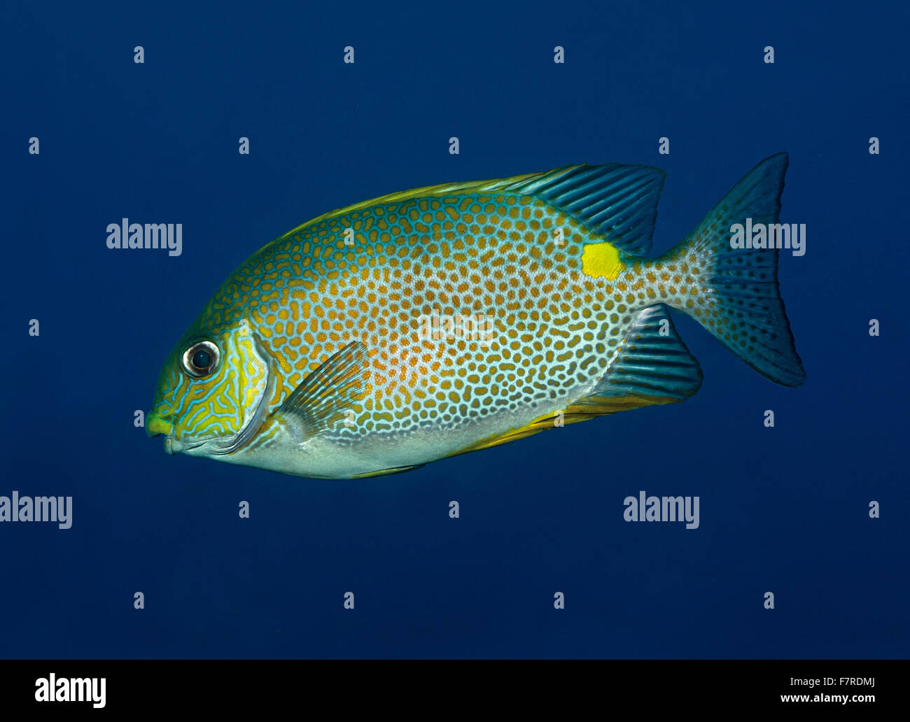 Gold saddle Rabbitfish, Siganus guttatus, swimming in open water ...