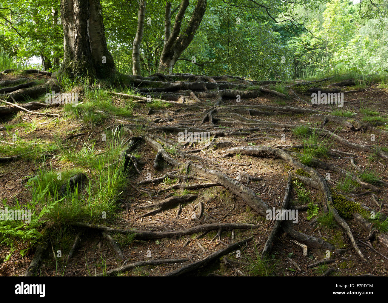 Tree roots in ancient woodland at Hawksmoor, Staffordshire Stock Photo ...