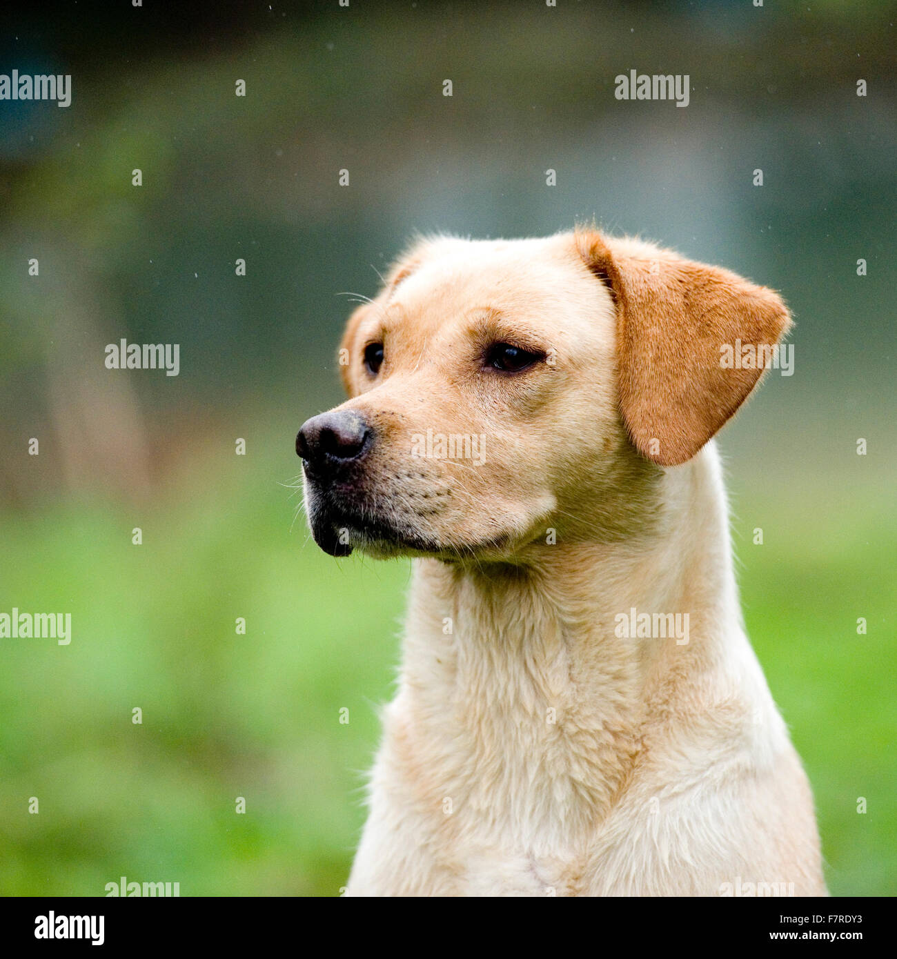 yellow labrador retriever Stock Photo - Alamy