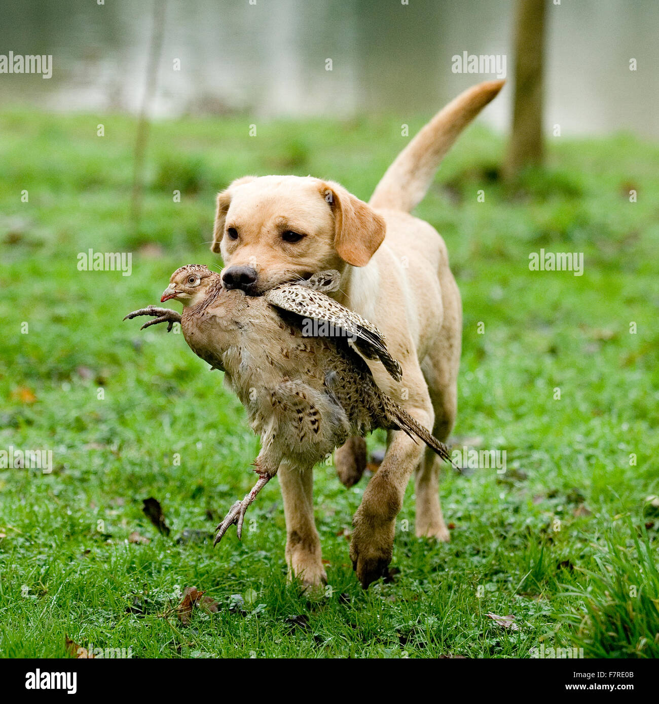 Labrador retriever retrieving pheasant hi-res stock photography and ...