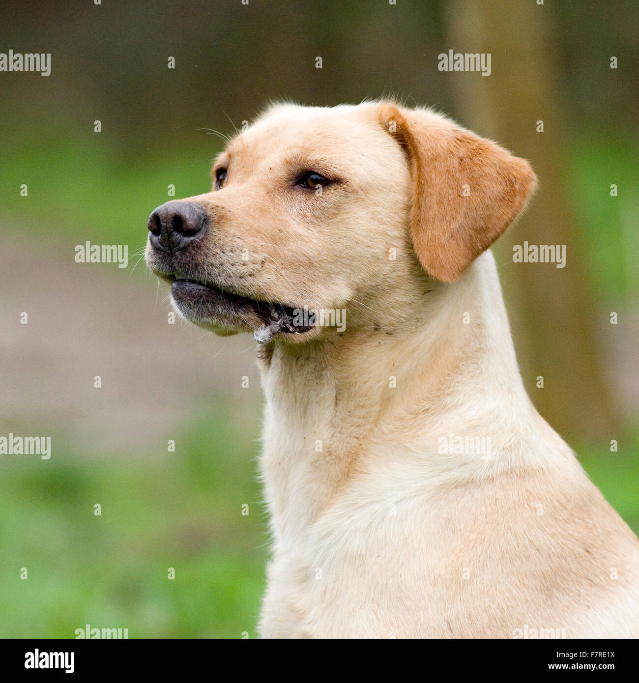 Labrador dog profile portrait head hi-res stock photography and images ...