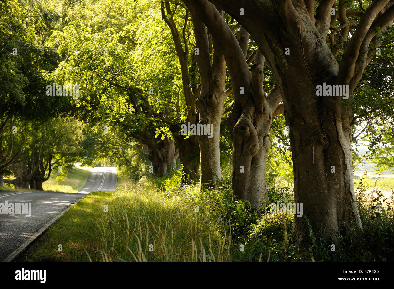 A road through woodland at Kingston Lacy, Dorset. Kingston Lacy was ...