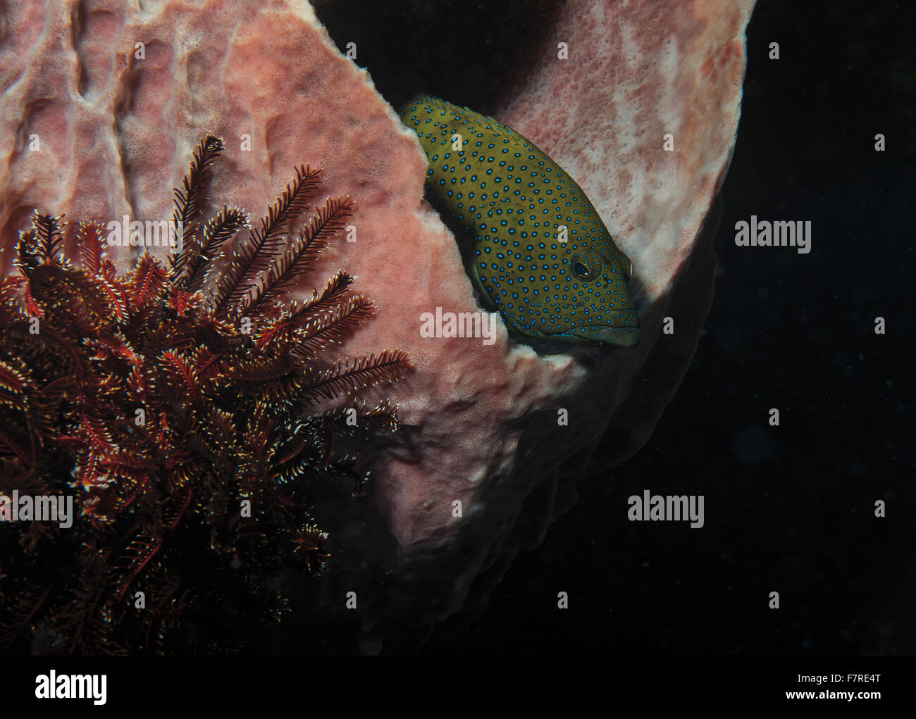 Squaretail Coralgrouper, Plectropomus areolatus, in giant barrel sponge ...