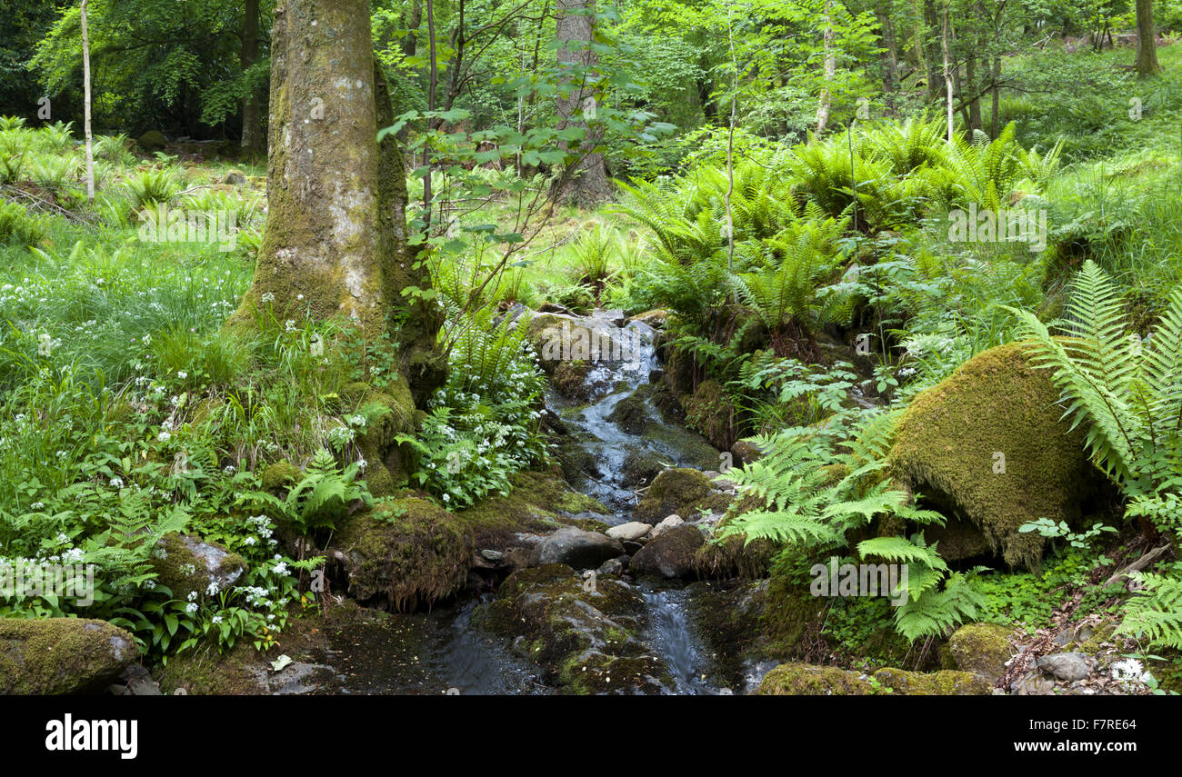 A fern-lined stream running through Skelghyll Woods near Ambleside ...