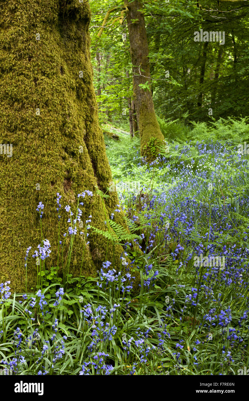 Bluebells growing in Skelghyll Woods near Ambleside, Cumbria Stock ...