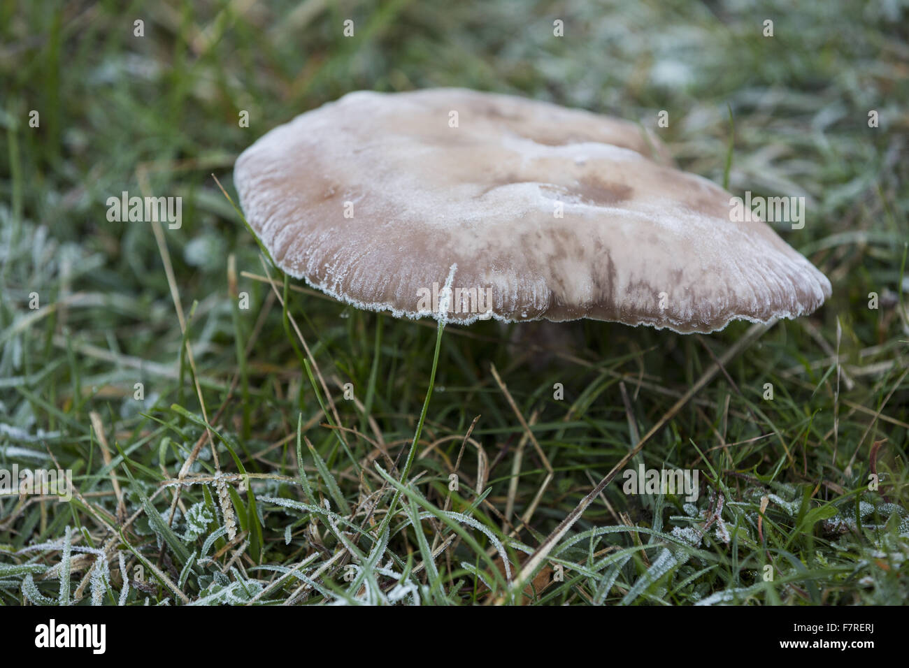 A toadstool growing on Rodborough Common, Gloucestershire, in November ...