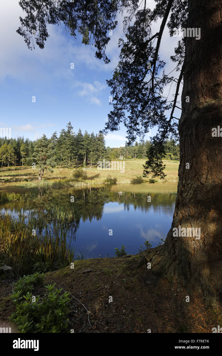 View across Tumbleton Lake, Cragside, Northumberland Stock Photo - Alamy
