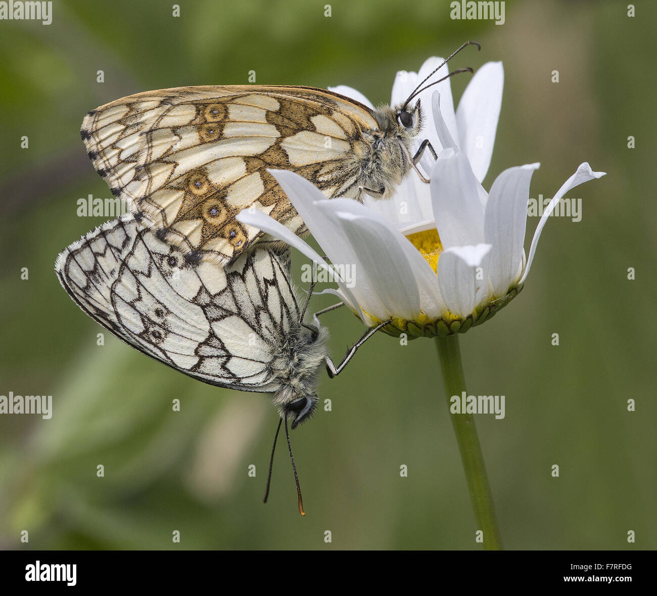 Marbled White Butterfly Stock Photo - Alamy