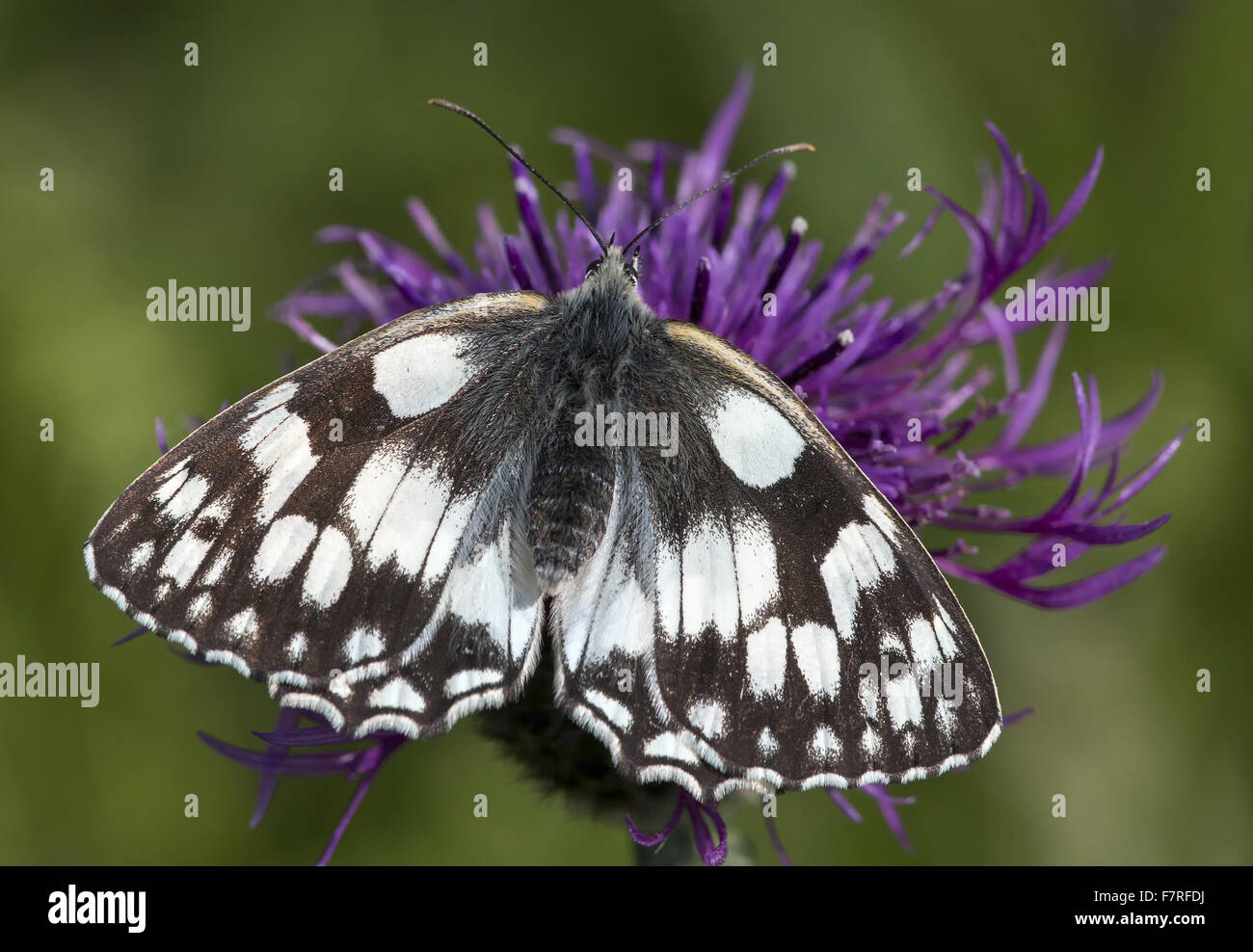 Marbled White Butterfly Stock Photo - Alamy