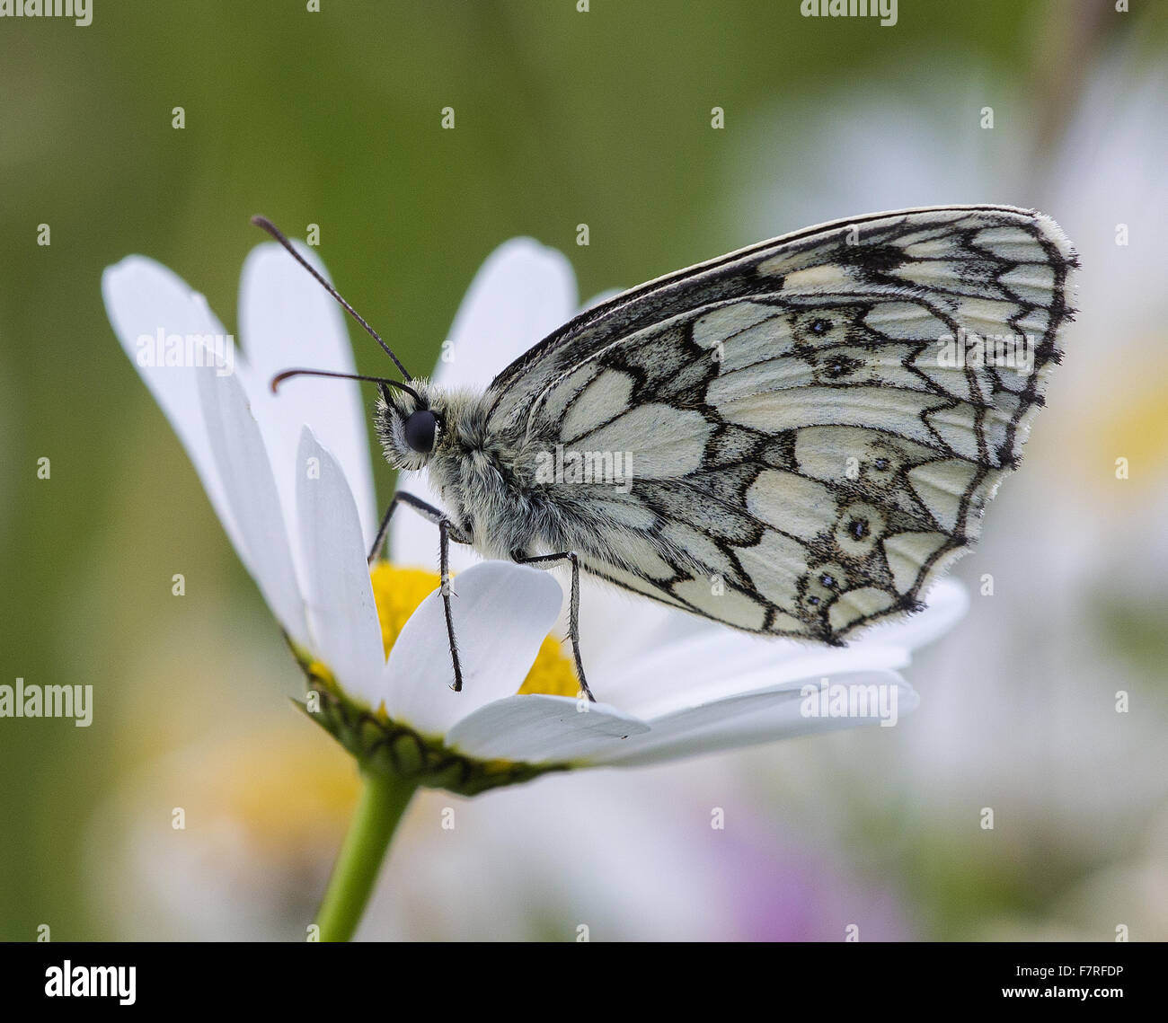 Marbled White Butterfly Stock Photo - Alamy
