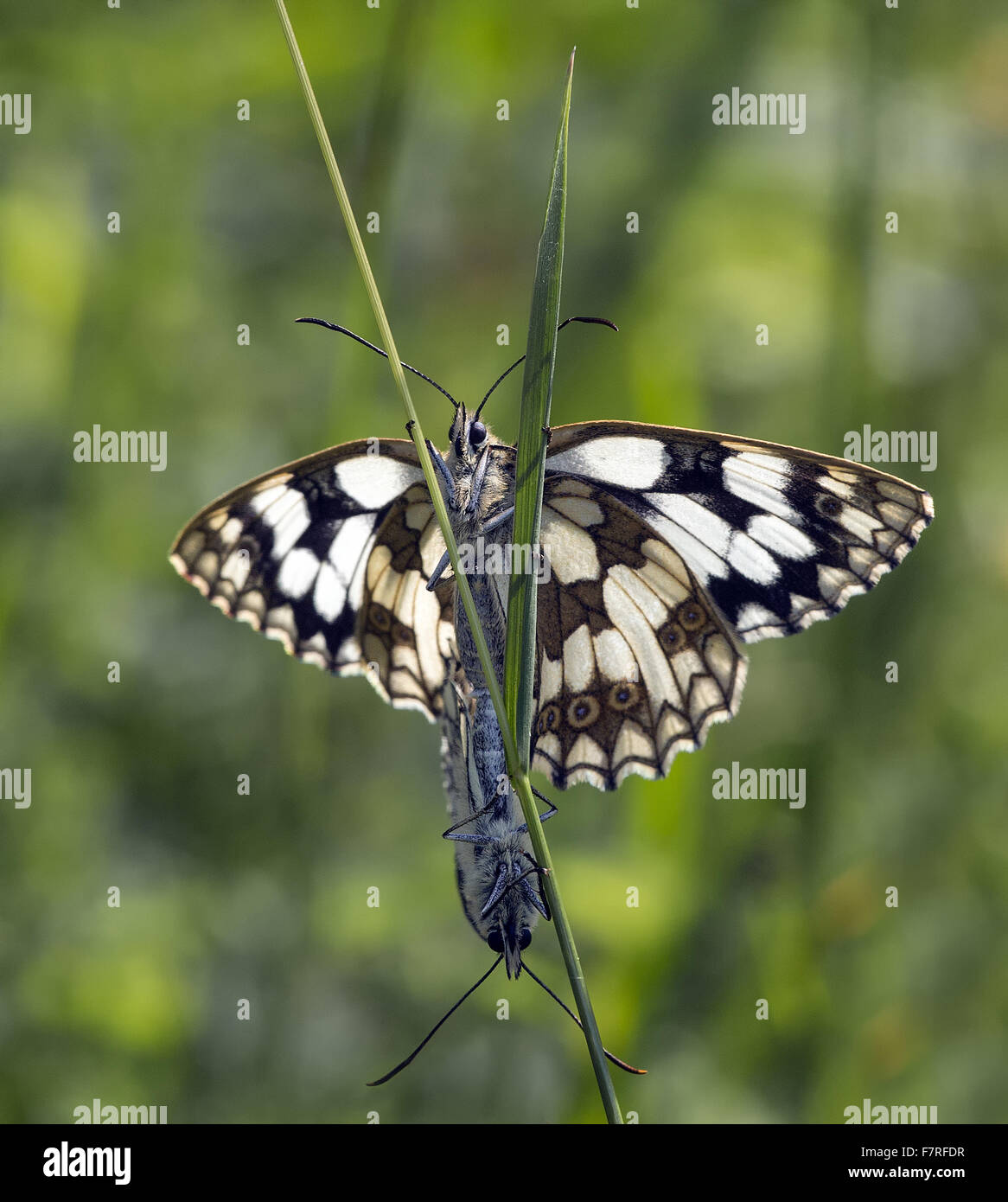 Mating white butterfly hi-res stock photography and images - Alamy