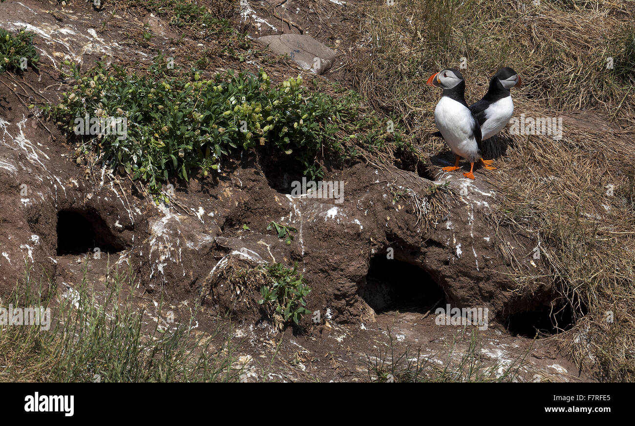 Puffins outside their burrows Stock Photo - Alamy