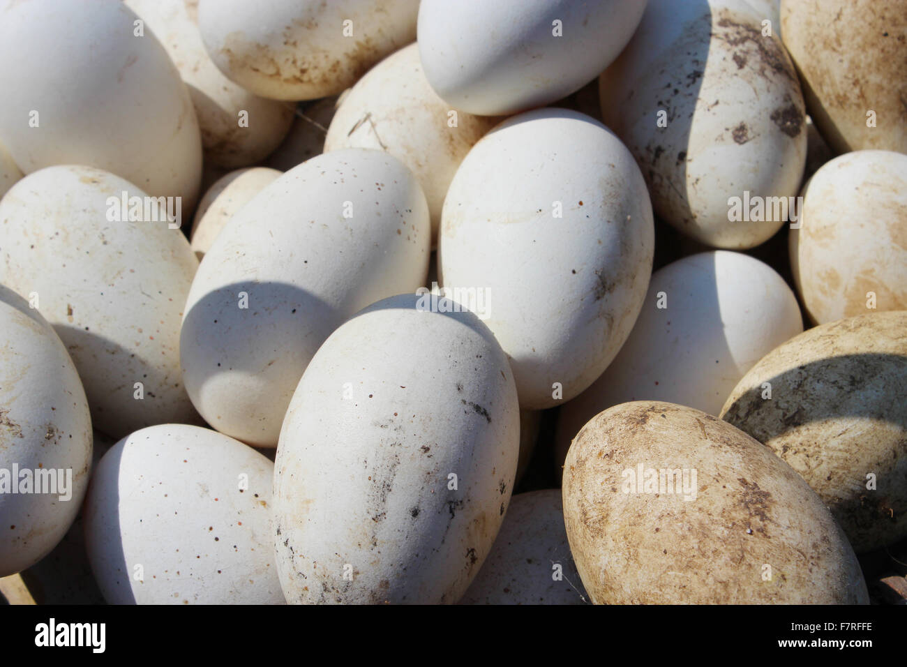 a lot of white fresh goose eggs Stock Photo - Alamy