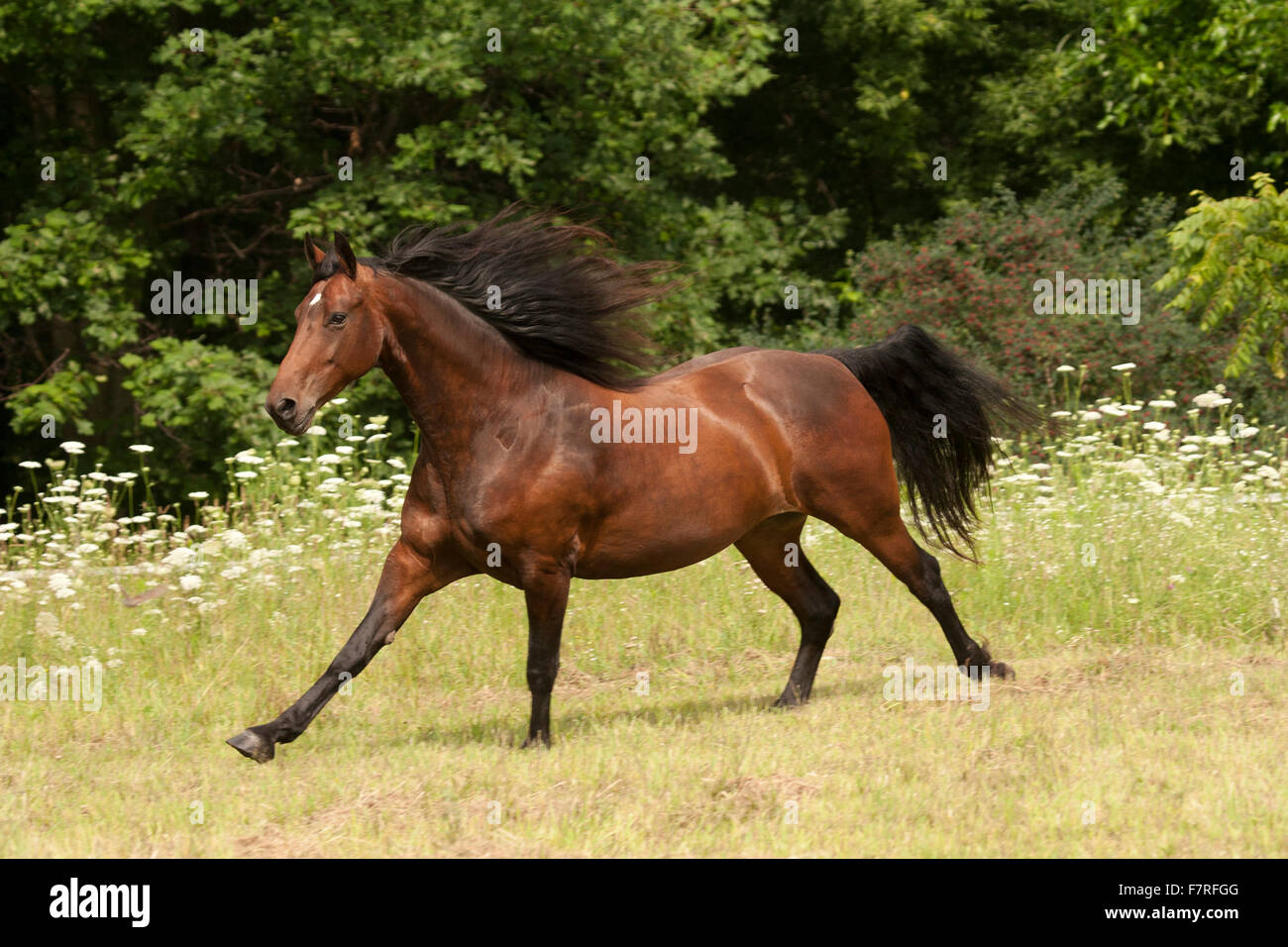Flying gallop hi-res stock photography and images - Alamy