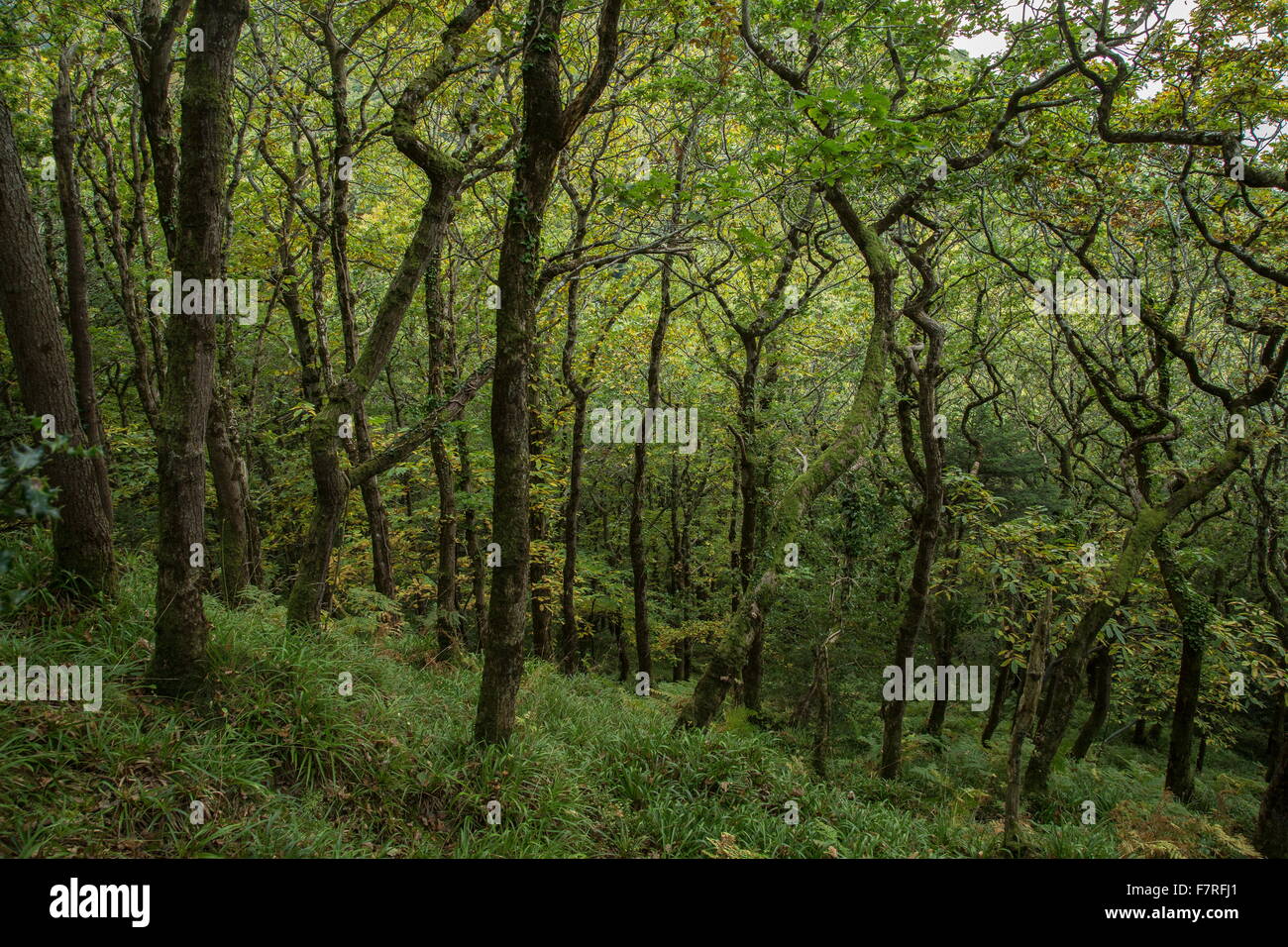 Oak coppice forest hi-res stock photography and images - Alamy