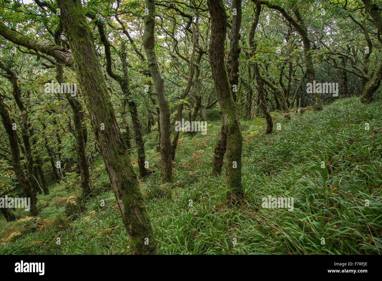 Coppicing hi-res stock photography and images - Alamy