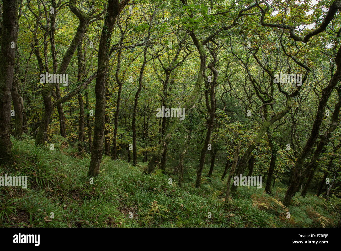 Coppicing hi-res stock photography and images - Alamy