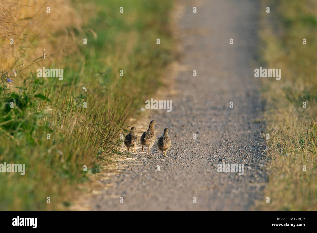 Grey partridge (Perdix perdix) chicks running along road in summer ...
