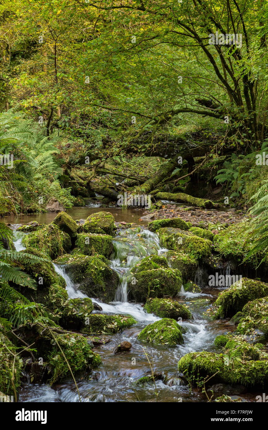 Exmoor stream in autumn - East Water, Horner Valley. Somerset Stock ...