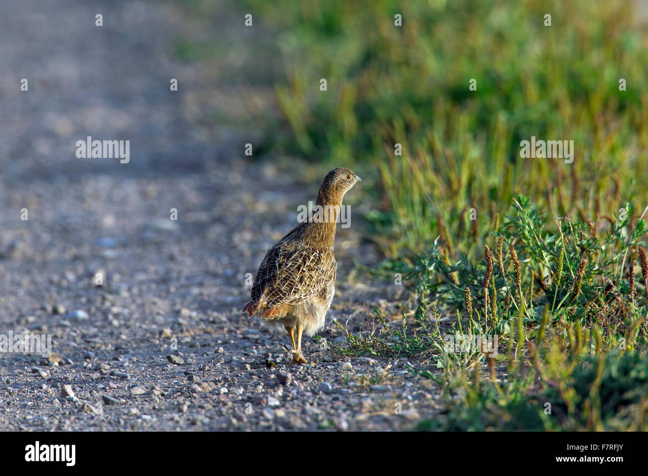 Young partridge chick hi-res stock photography and images - Alamy