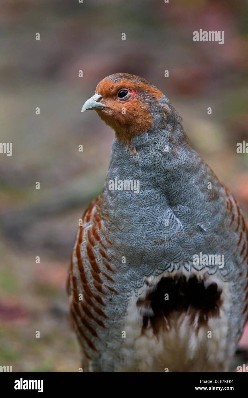Grey partridge (Perdix perdix) close up portrait of male Stock Photo ...