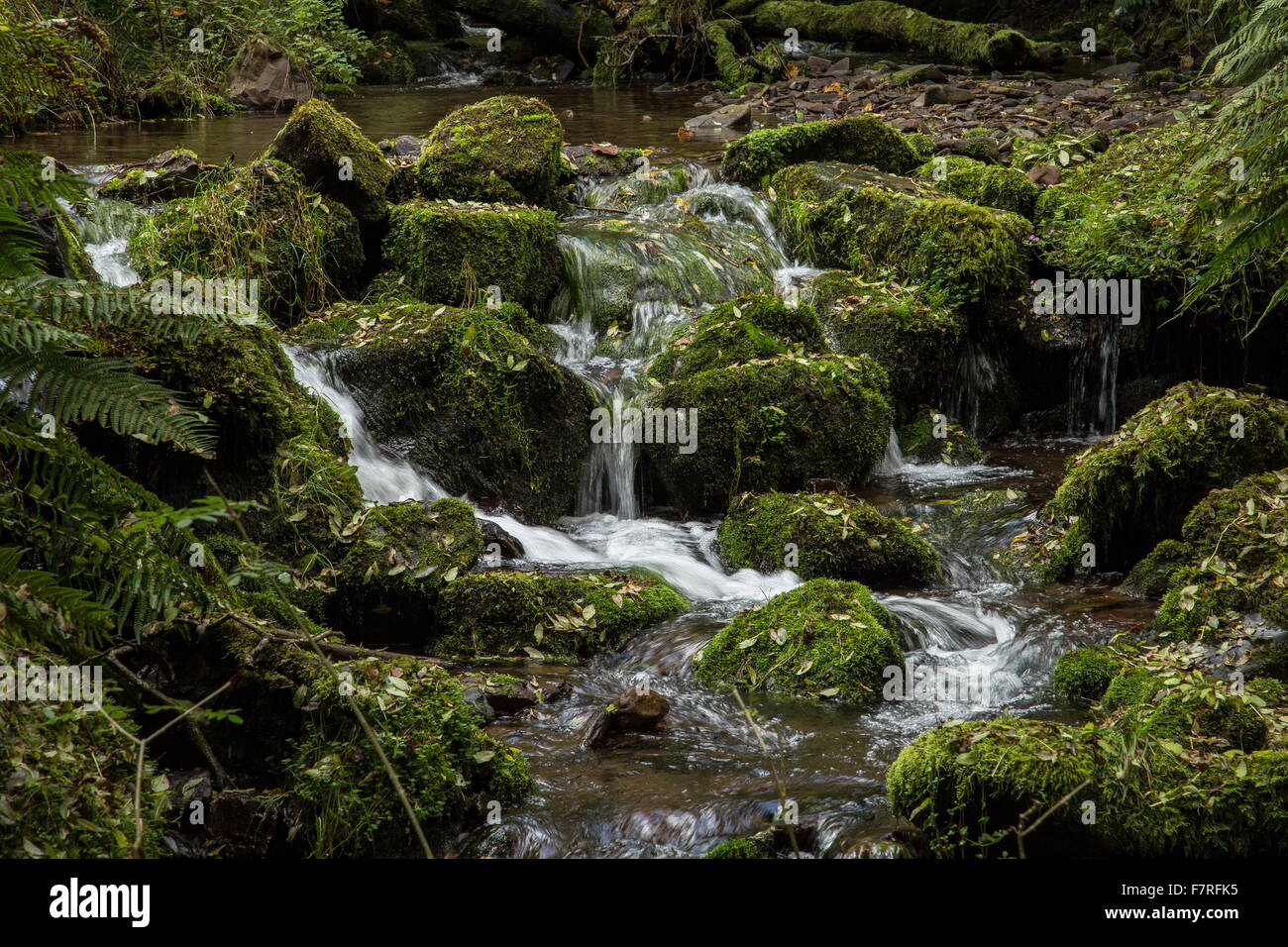 Exmoor stream in autumn - East Water, Horner Valley. Somerset Stock ...