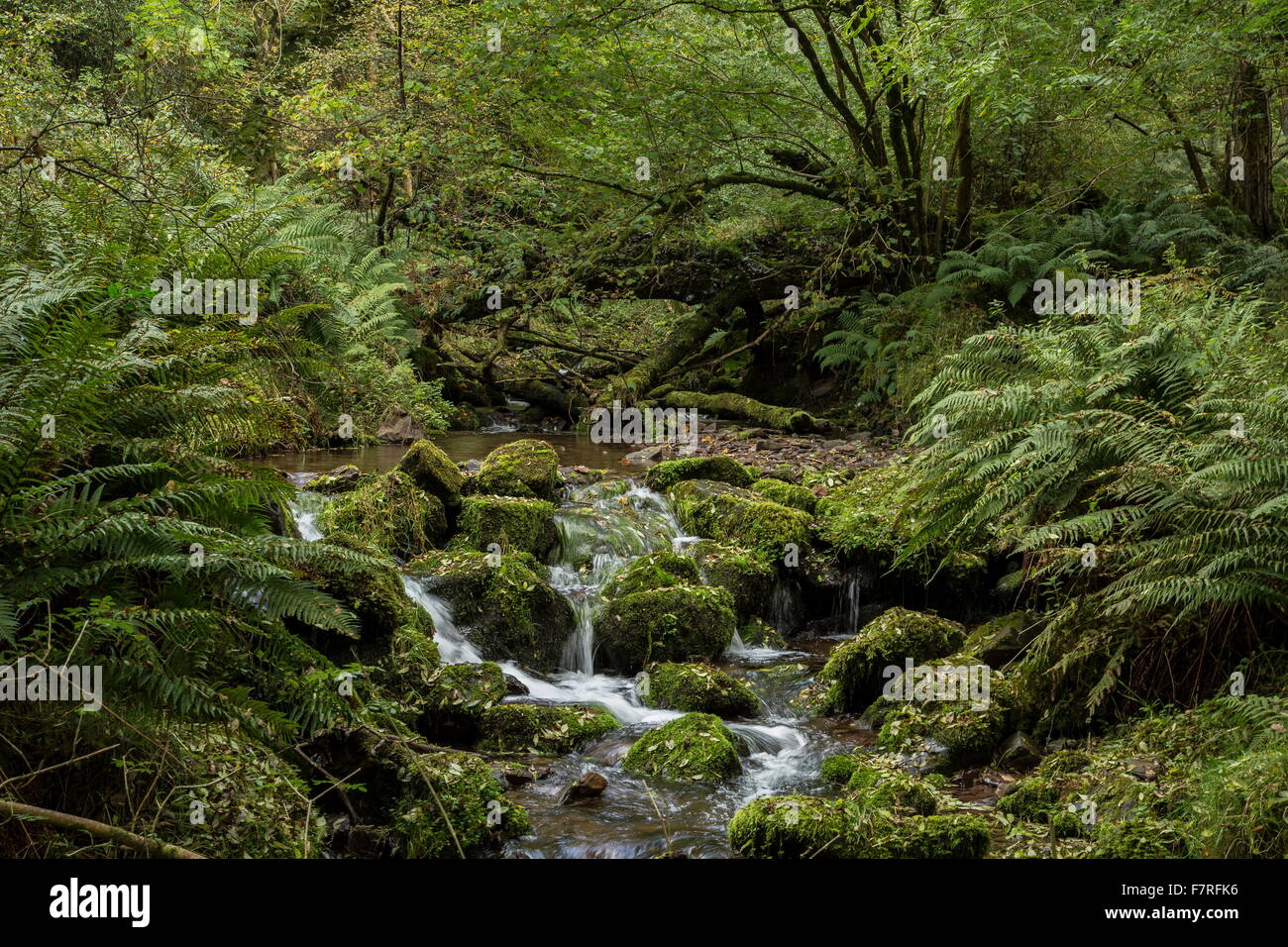 Exmoor stream in autumn - East Water, Horner Valley. Somerset Stock ...